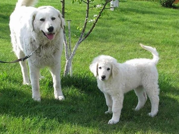 Top 10 Tallest Dog Breeds In The World - Page 2 of 2 - PetPress