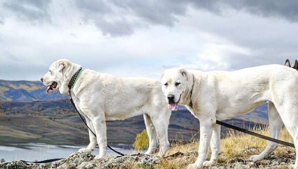 Top 10 Tallest Dog Breeds In The World - Page 2 of 2 - PetPress