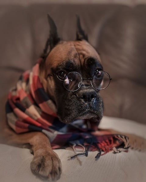 Top 15 Best Dog Breeds For Men - Page 3 of 3 - PetPress