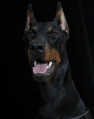 Top 15 Best Dog Breeds For Men - Page 3 of 3 - PetPress