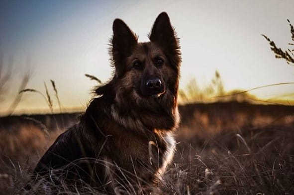 Top 15 Best Dog Breeds For Men - Page 2 of 3 - PetPress