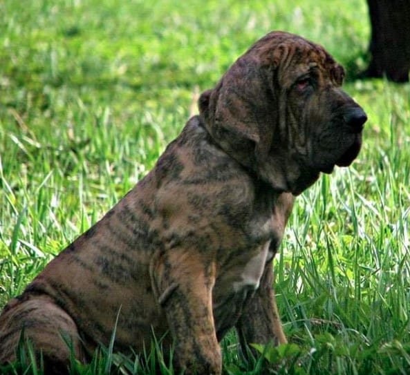 Top 15 Most Powerful Fighting Dogs That Suitable For Guarding