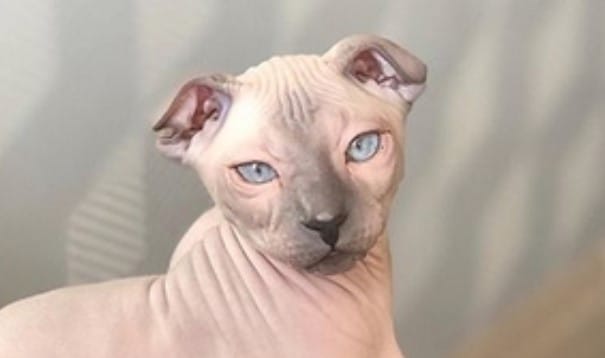 Top 9 New Cat Breeds That Become Popular - PetPress