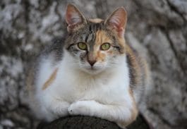 Best Spotted Cat Names: List of 150+ Names for Spotted Cats