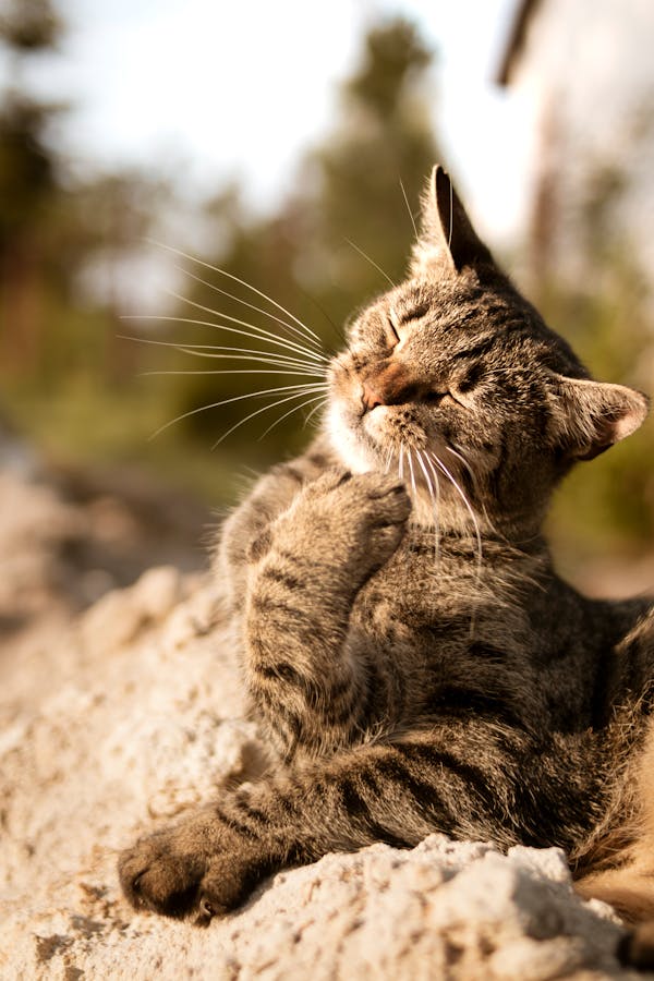 145 Purrfect Thai Cat Names for Your Feline Friend