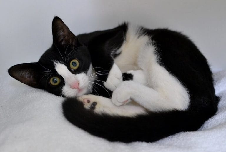 Top 200 White Female Cat Names for Adorable White Kittens