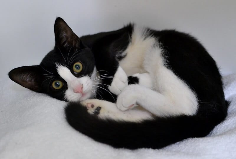 Top 200 White Female Cat Names for Adorable White Kittens