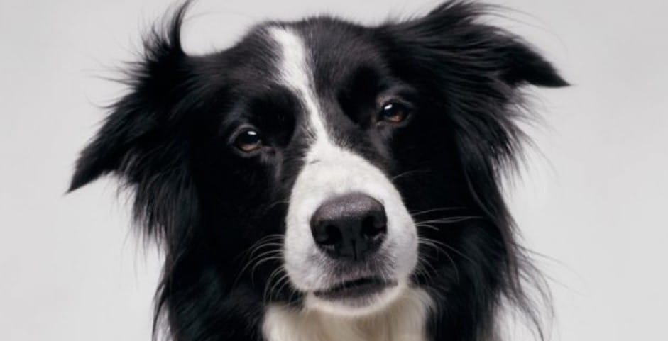 69 Typical Girl Dog Names for Border Collies - PetPress
