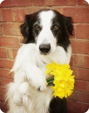 15 Photos Confirming That Border Collies Love Flowers - PetPress