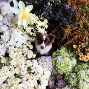 15 Photos Confirming That Border Collies Love Flowers - PetPress