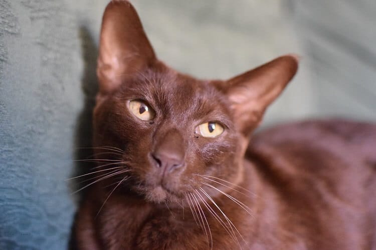 100+ Brown Cat Names - Best Name Ideas for a Brown Kitten