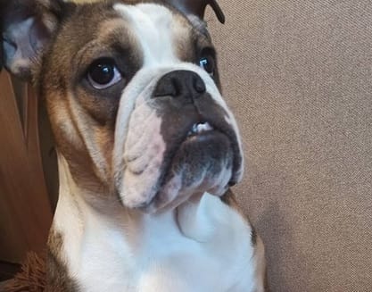 Top 100 Southern Dog Names 2020 - PetPress