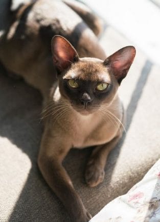Top 10 Long-Living Cat Breeds - PetPress