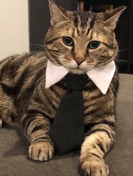 82 Best Creepy Cat Names Inspired by Halloween