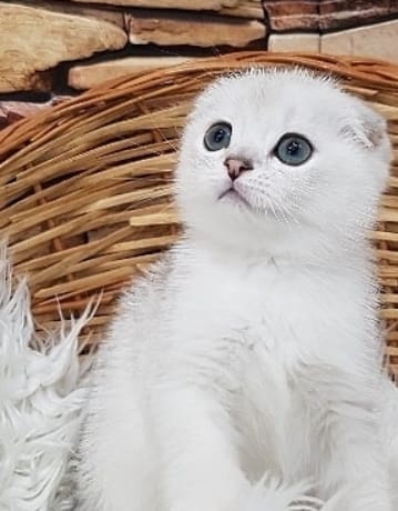 Top 47 Princess Cat Names Inspired by Disney - PetPress