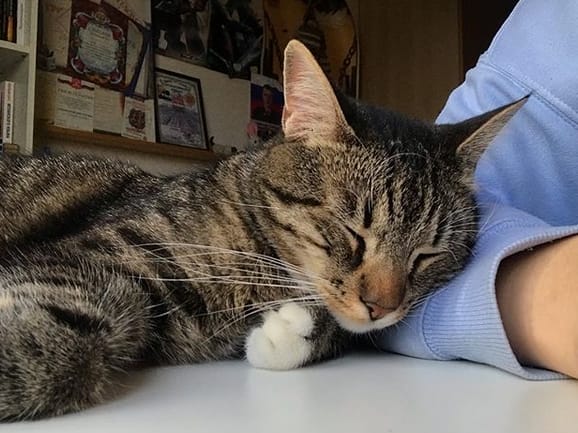 Top 150 Ironic Cat Names for Funky And Adorable Cats