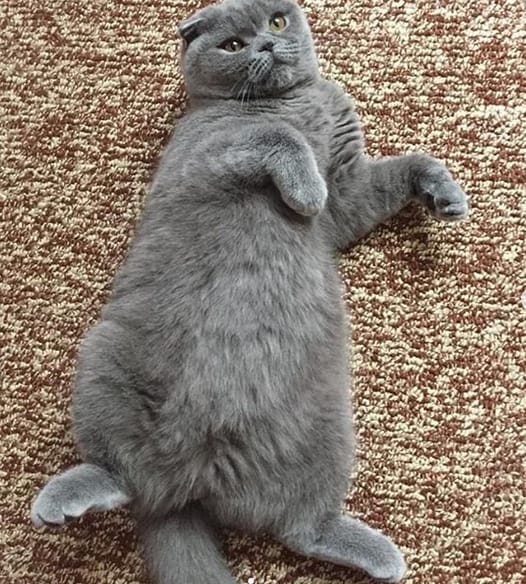 Cat Names Starting With T - Top 100 Cat Name Ideas Start With T