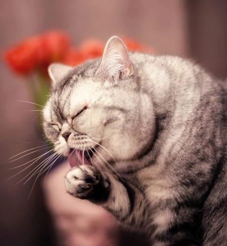 Top 300 Great Cat Names Starting with "L" - PetPress