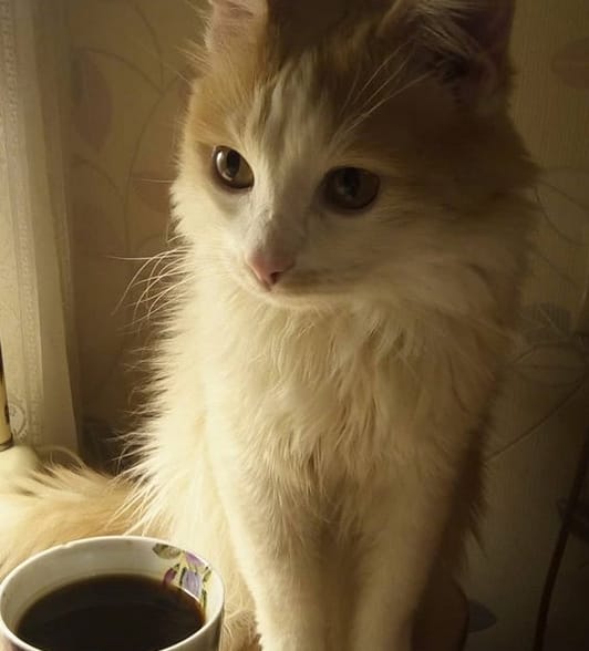 69 Cool Southern Cat Names - PetPress