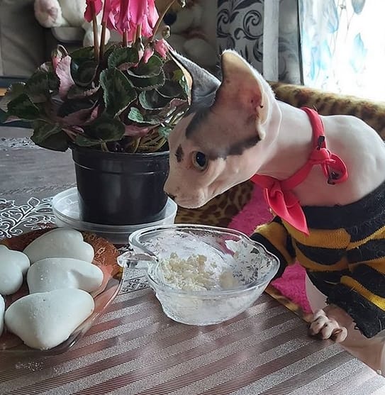 200+ Appetizing Cat Names Inspired by Food For Your Kittens