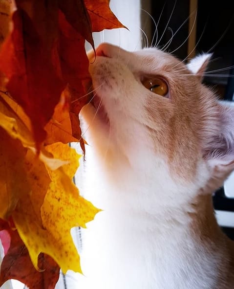 Top 50 Autumn Cat Names To Name Your New Feline Friend