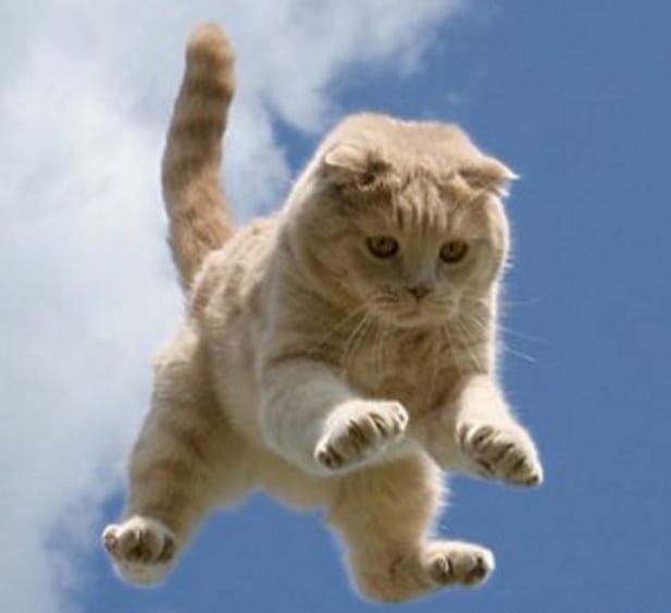 TOP 5 Most Impressive Cat Records In The Guinness Book Of Records ...