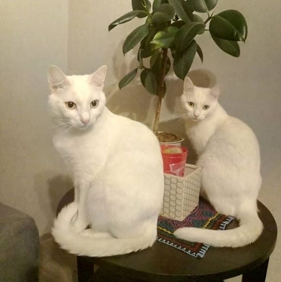 109 Twin Sibling Cat Names For Adorable And Cute Twin Cats