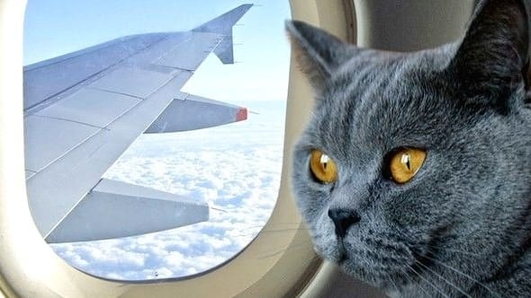 TOP 5 Most Impressive Cat Records In The Guinness Book Of Records ...