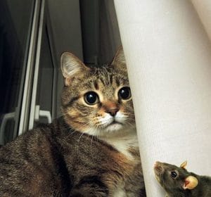 TOP 10: Officially Amazing Cat Records In The Guinness Book Of Records ...