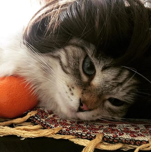 82 Best Creepy Cat Names Inspired by Halloween