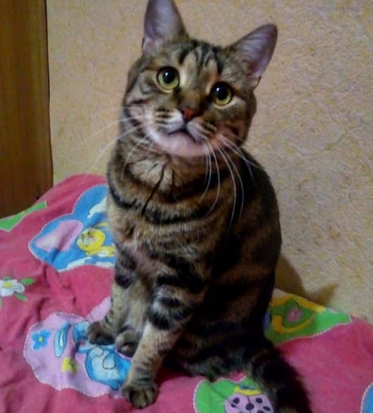 107 Great Spunky and Tough Cat Names - PetPress