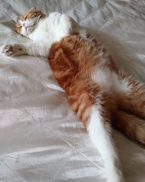 69 Cool Southern Cat Names - PetPress