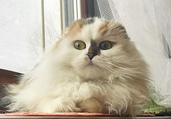 Top 290 Elegant Cat Names - PetPress