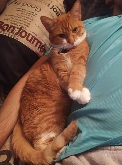 Top 70 Hot Cat Names for Red Cats - PetPress