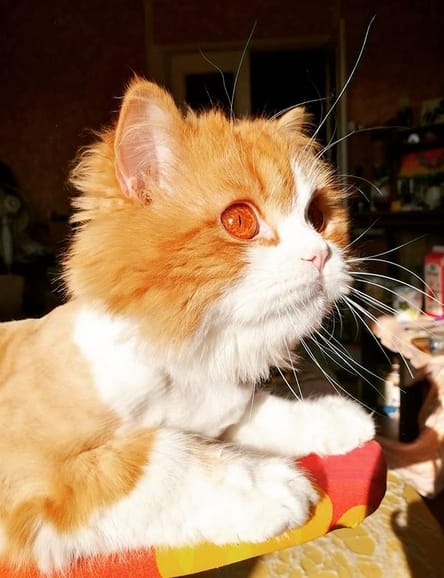 Over 250 Popular Boy Cat Names 2020 - PetPress