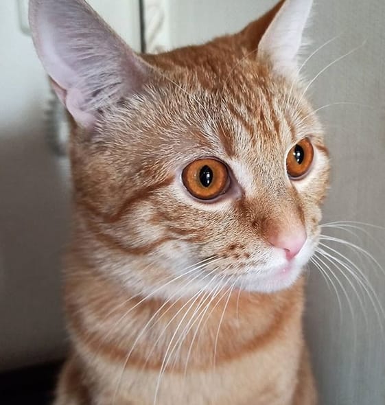 Top 99 Funny Cat Names For Villain Cats - PetPress