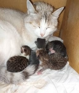 TOP 5 Most Impressive Cat Records In The Guinness Book Of Records ...