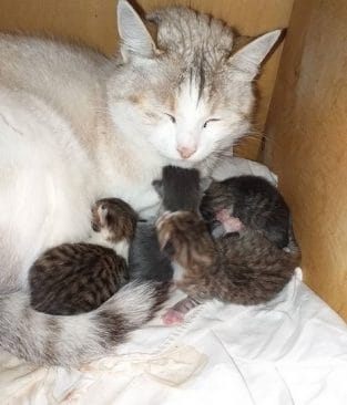 TOP 5 Most Impressive Cat Records In The Guinness Book Of Records ...