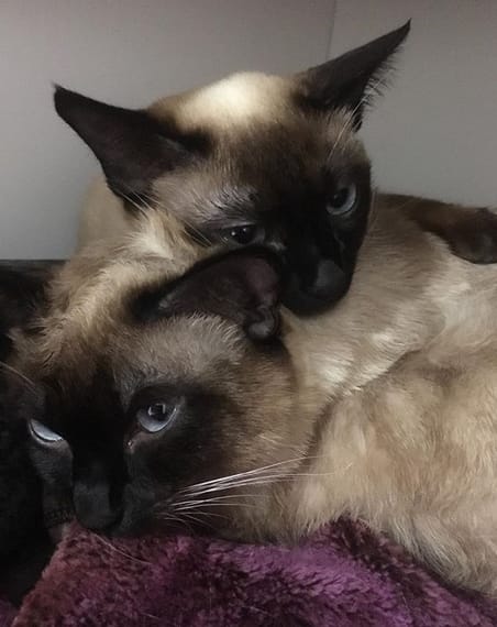 109 Twin Sibling Cat Names For Adorable And Cute Twin Cats