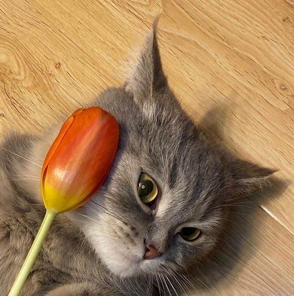 Top 47 Princess Cat Names Inspired by Disney - PetPress