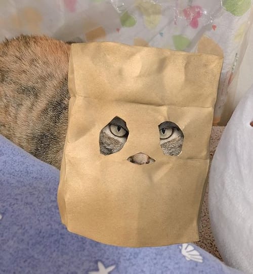 82 Best Creepy Cat Names Inspired by Halloween