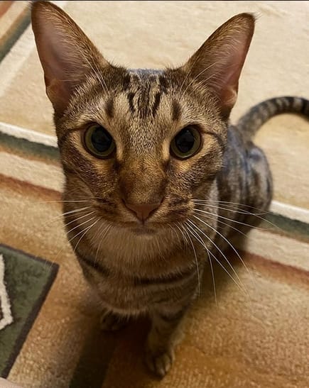 Cat Names Starting With T - Top 100 Cat Name Ideas Start With T