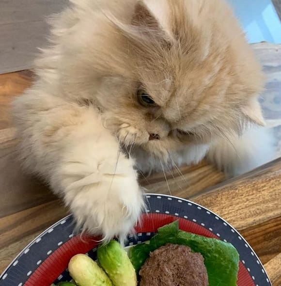 200+ Appetizing Cat Names Inspired by Food For Your Kittens