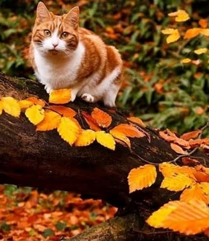 Top 50 Autumn Cat Names To Name Your New Feline Friend