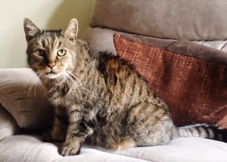 TOP 10: Officially Amazing Cat Records In The Guinness Book Of Records ...