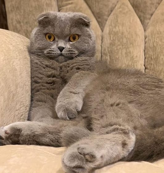 Top 99 Funny Cat Names For Villain Cats - PetPress