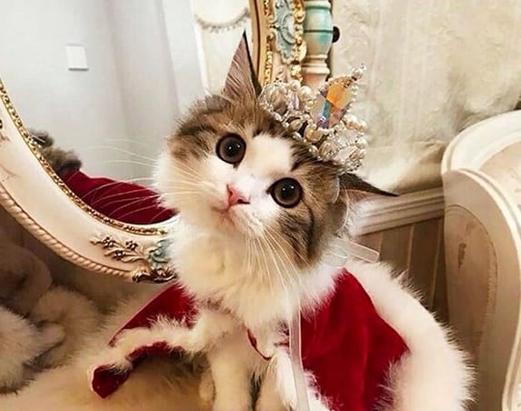 Top 47 Princess Cat Names Inspired by Disney - PetPress