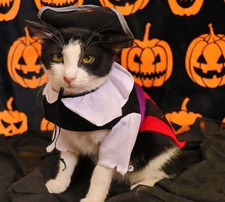 82 Best Creepy Cat Names Inspired by Halloween