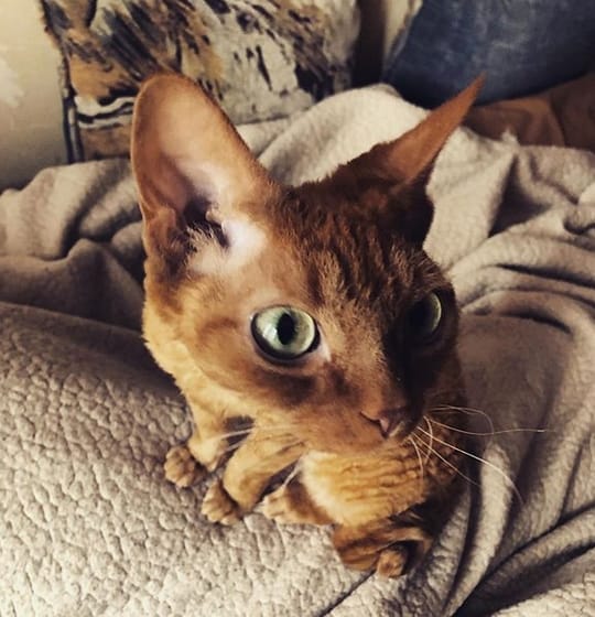 Cat Names Starting With T - Top 100 Cat Name Ideas Start With T