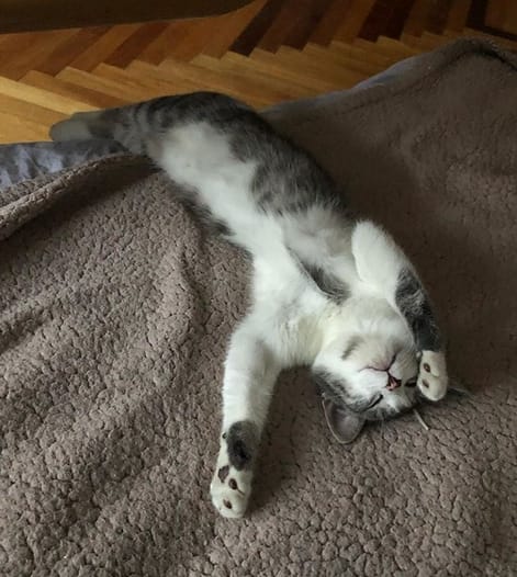 107 Great Spunky and Tough Cat Names - PetPress